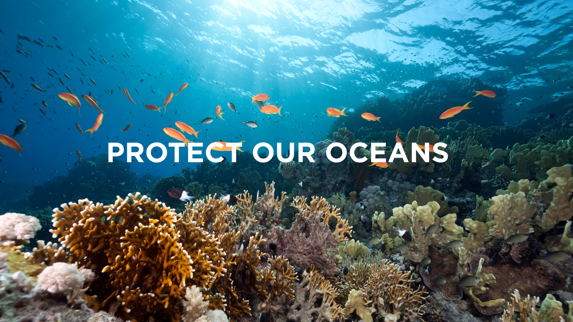 The Impact of Plastic Waste on Our Oceans – Death to Dirt